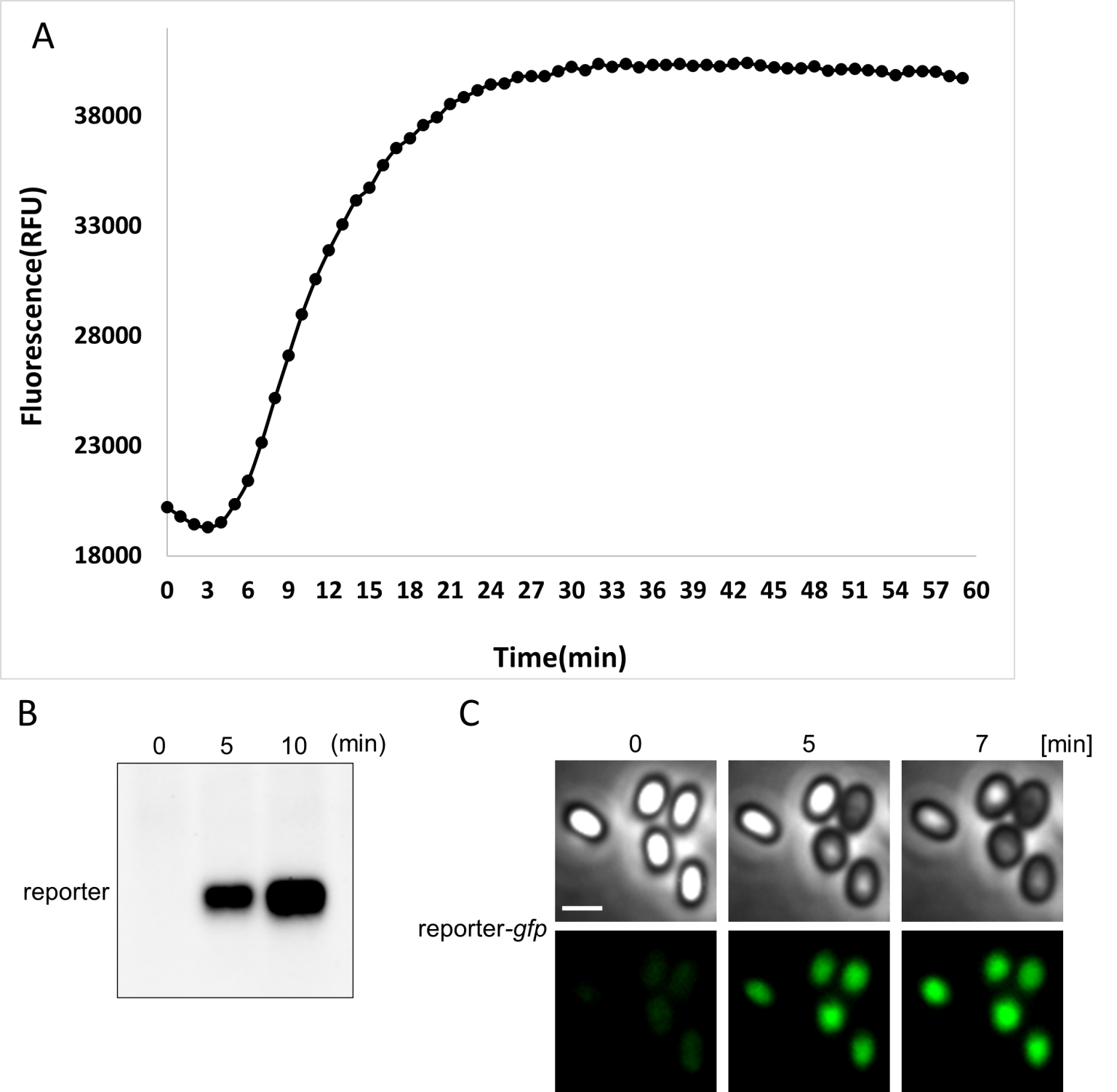 Rapid Bacterial Spore Bioassay Detection Kit for Post Autoclave ...
